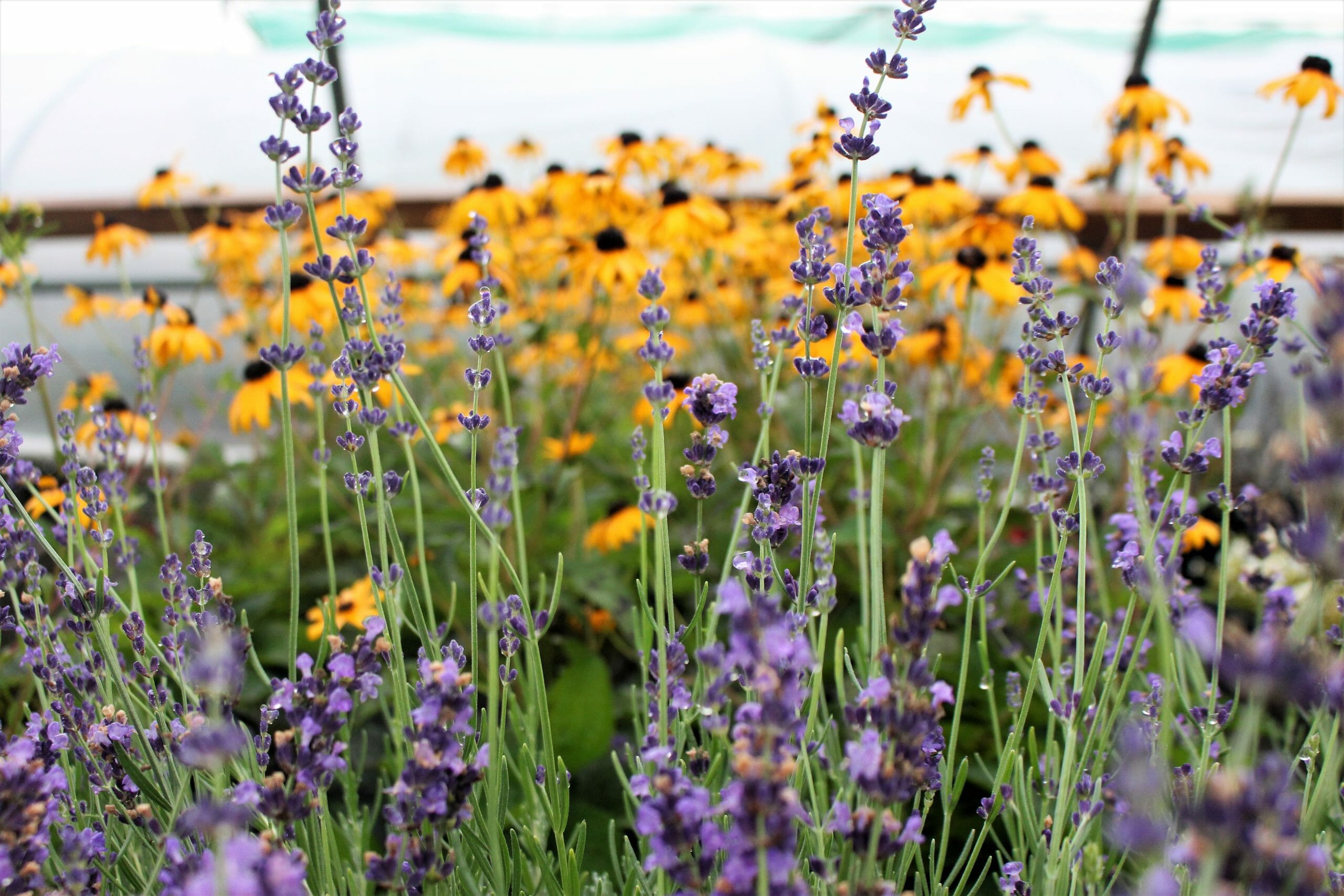 A List of the Best Fall Perennials | Rosenbaum's Landscaping and Nursery